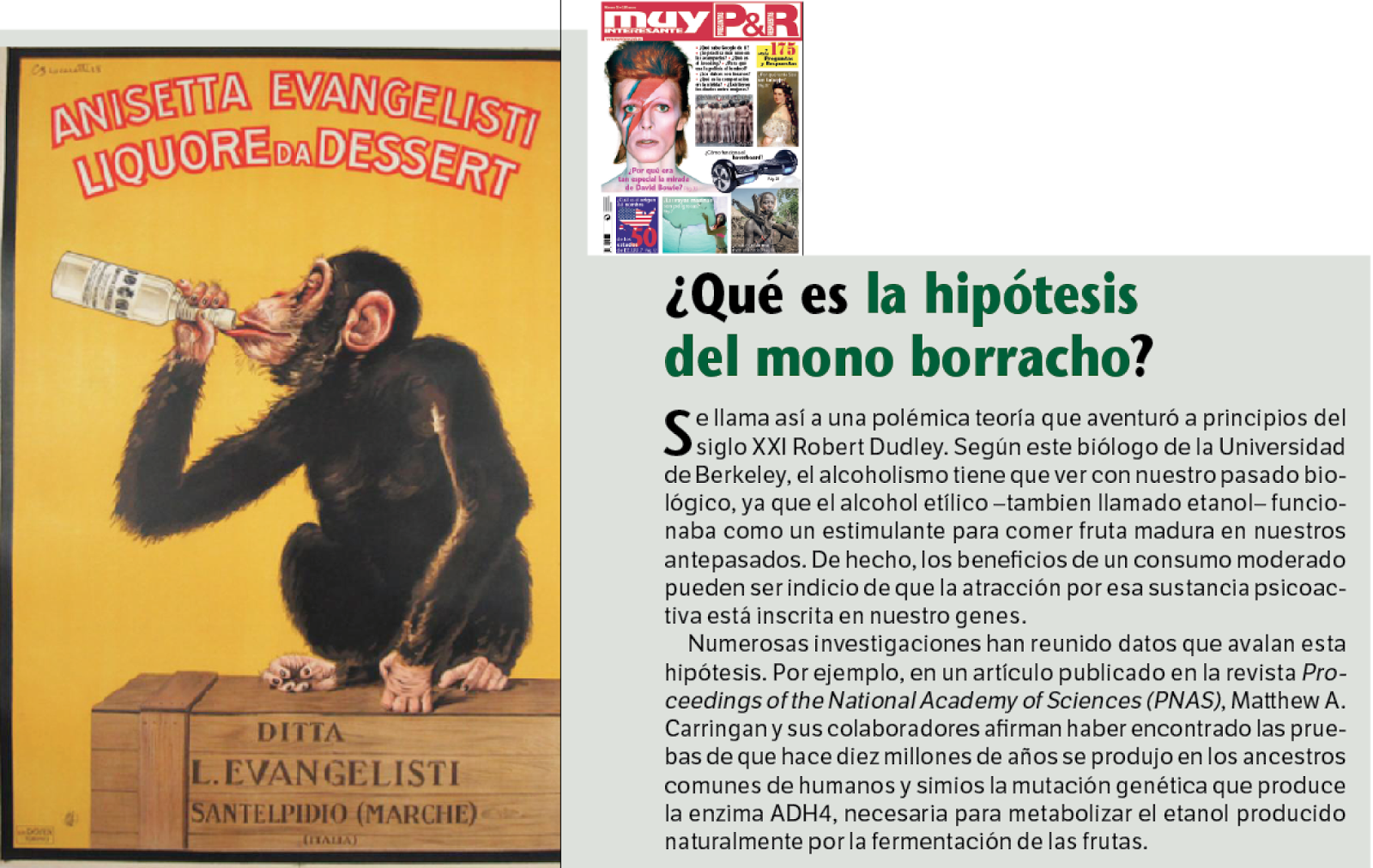 Tapas de Ciencia: Psicología: ¿Qué es la hipótesis del mono borracho?