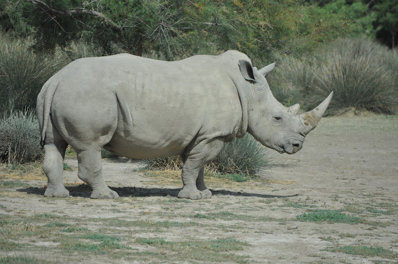 ZOOTOGRAFIANDO (6.100 ANIMALS): RINOCERONTE BLANCO / WHITE RHINO ...