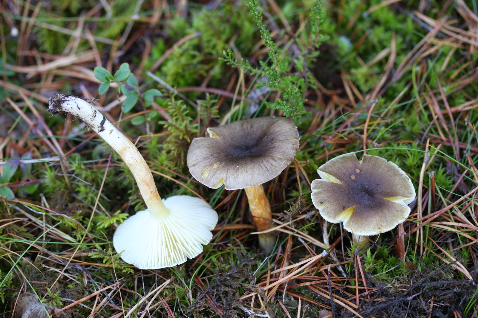 Siniunikon: Myöhäiset sienet