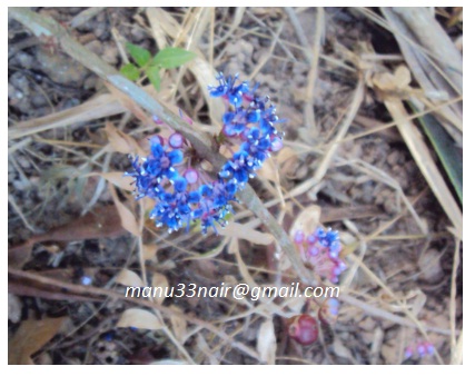 papanasini: Memecylon malabaricum (Kayampoo)