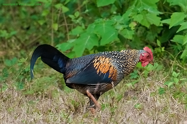 Journey of Joy: North Karnataka - Dandeli