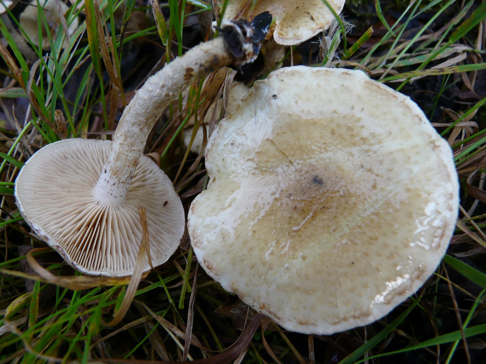 Tophill Low Nature Reserve: Fungi