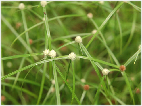 biojojo: Rumput Kenop (Cyperus kyllingia Endl.)
