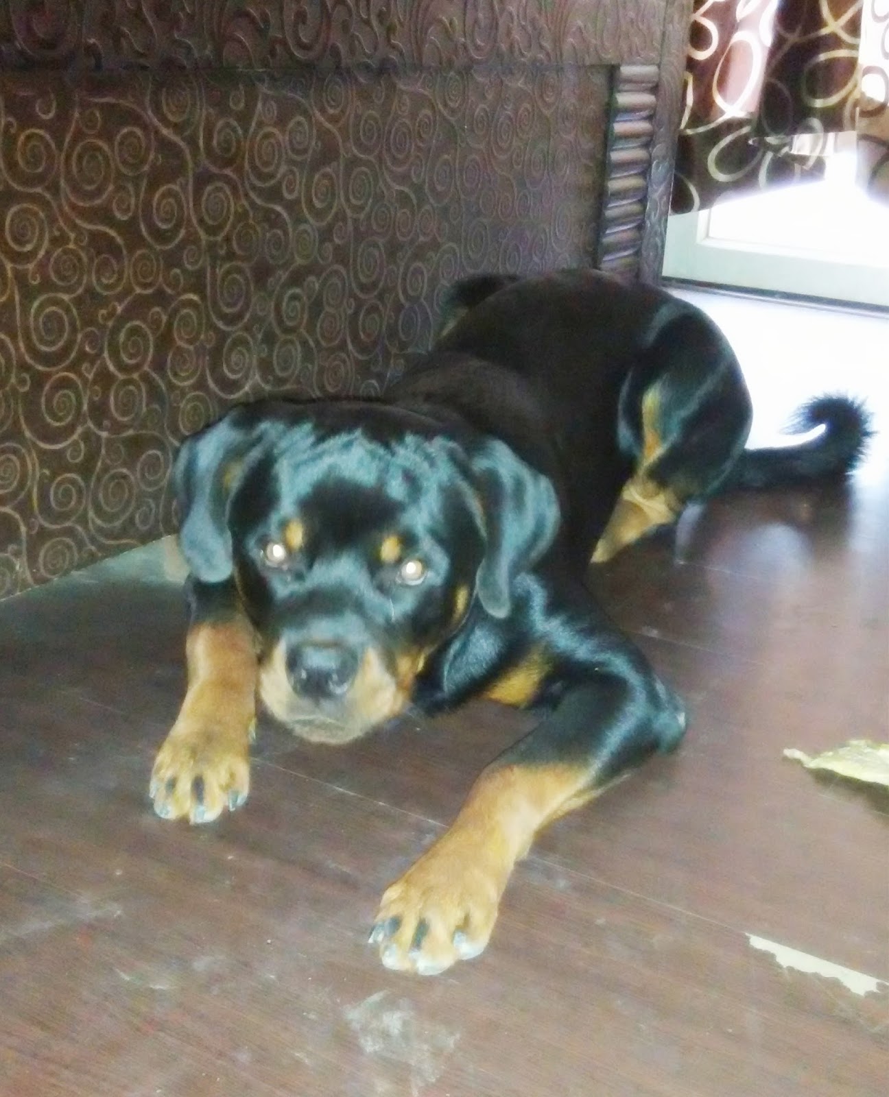 Leo - The Rottweiler: 8 Months Old Rottweiler Puppy Pics