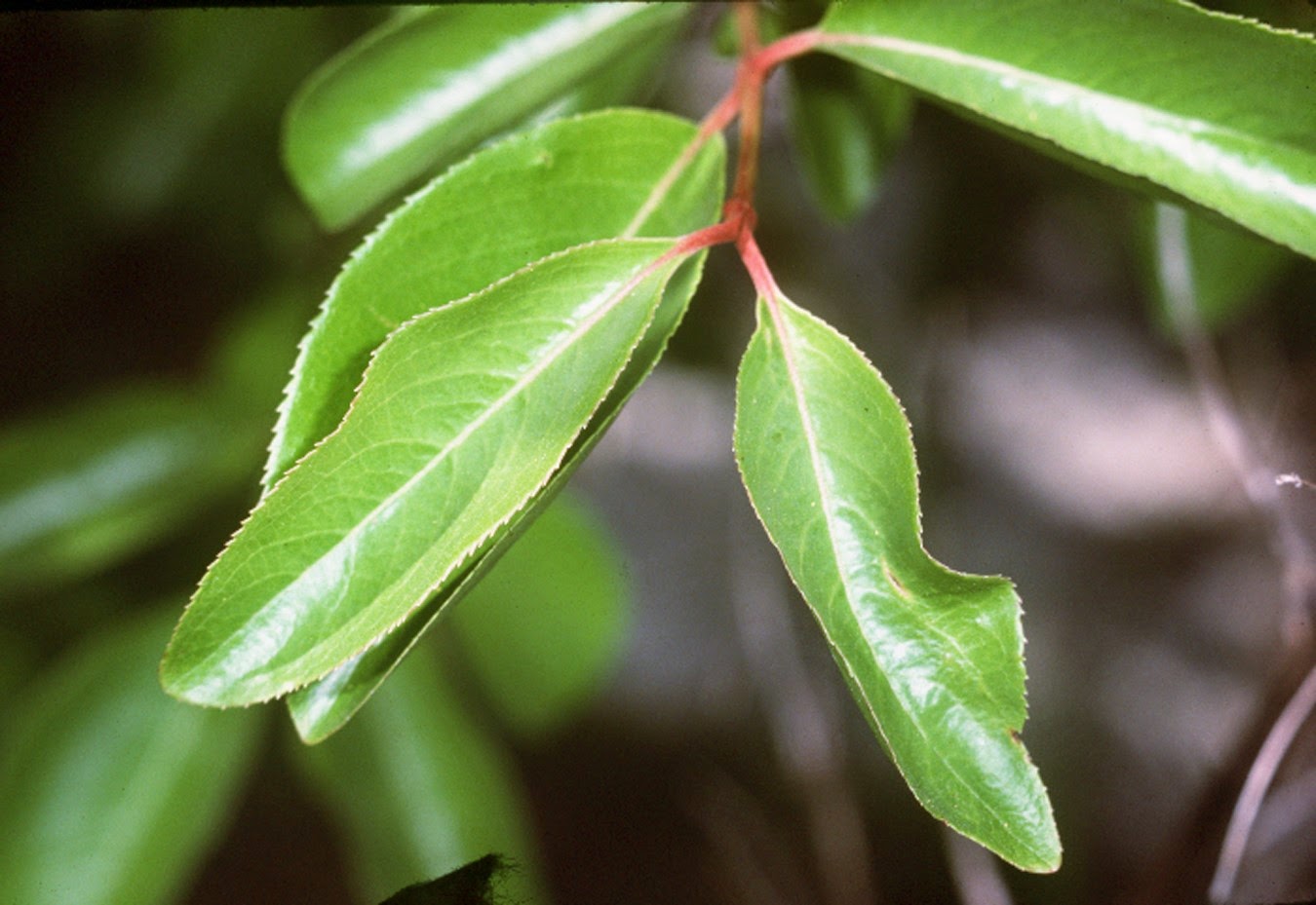 Black Haw Tea Benefits ~ Healthy Tea 101