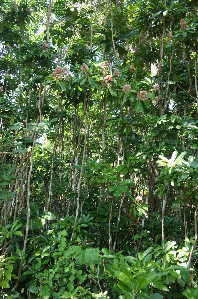 OUR PHILIPPINE TREES: Ardisia on the Beach