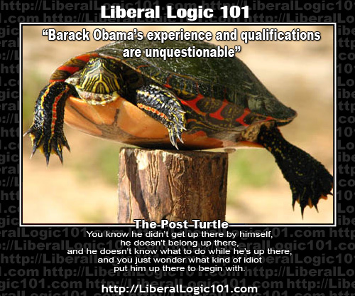 Liberal Logic and The Post Turtle |TRUMP LAND