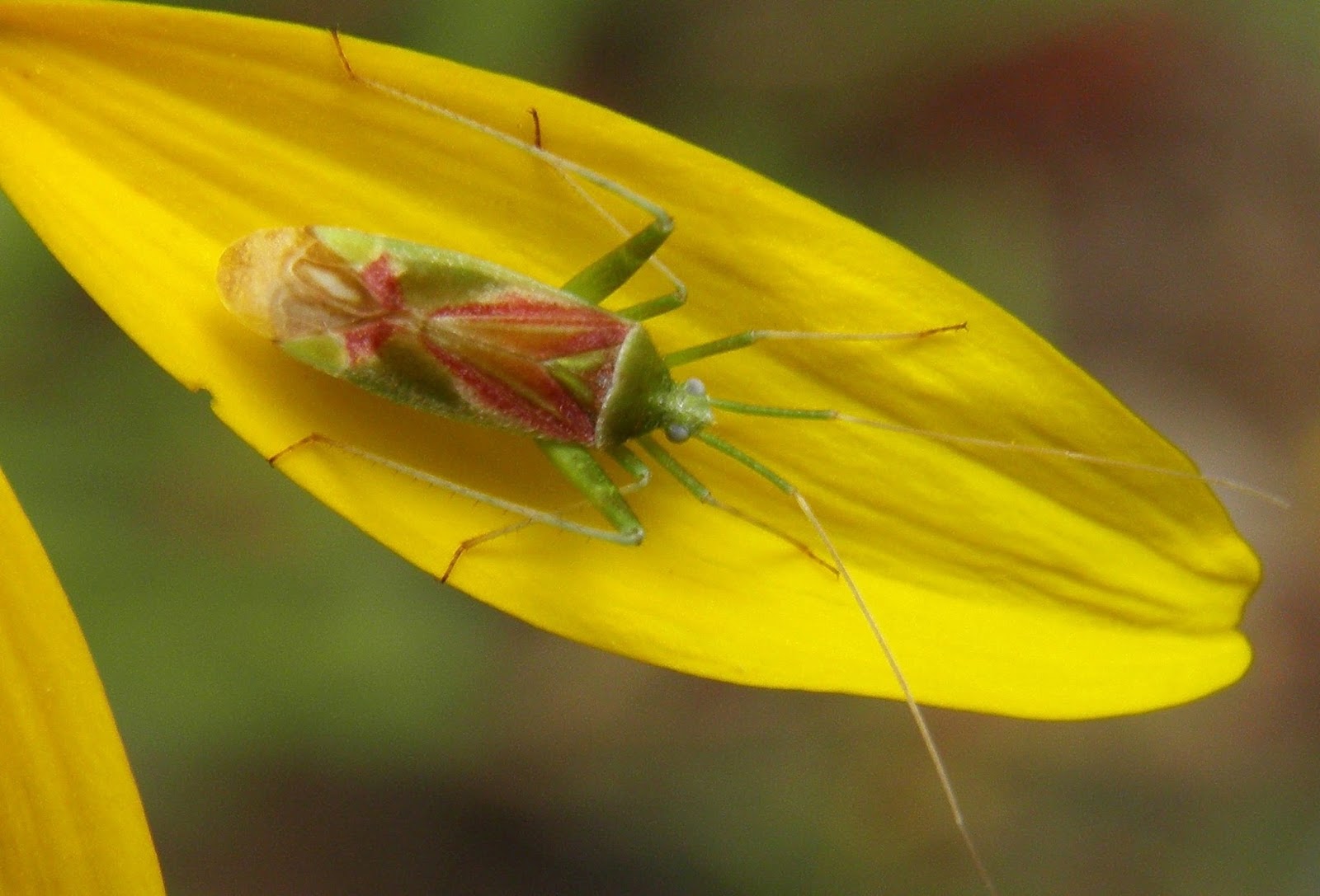 Arizona: Beetles, Bugs, Birds and more: Madera Canyon at the End of ...