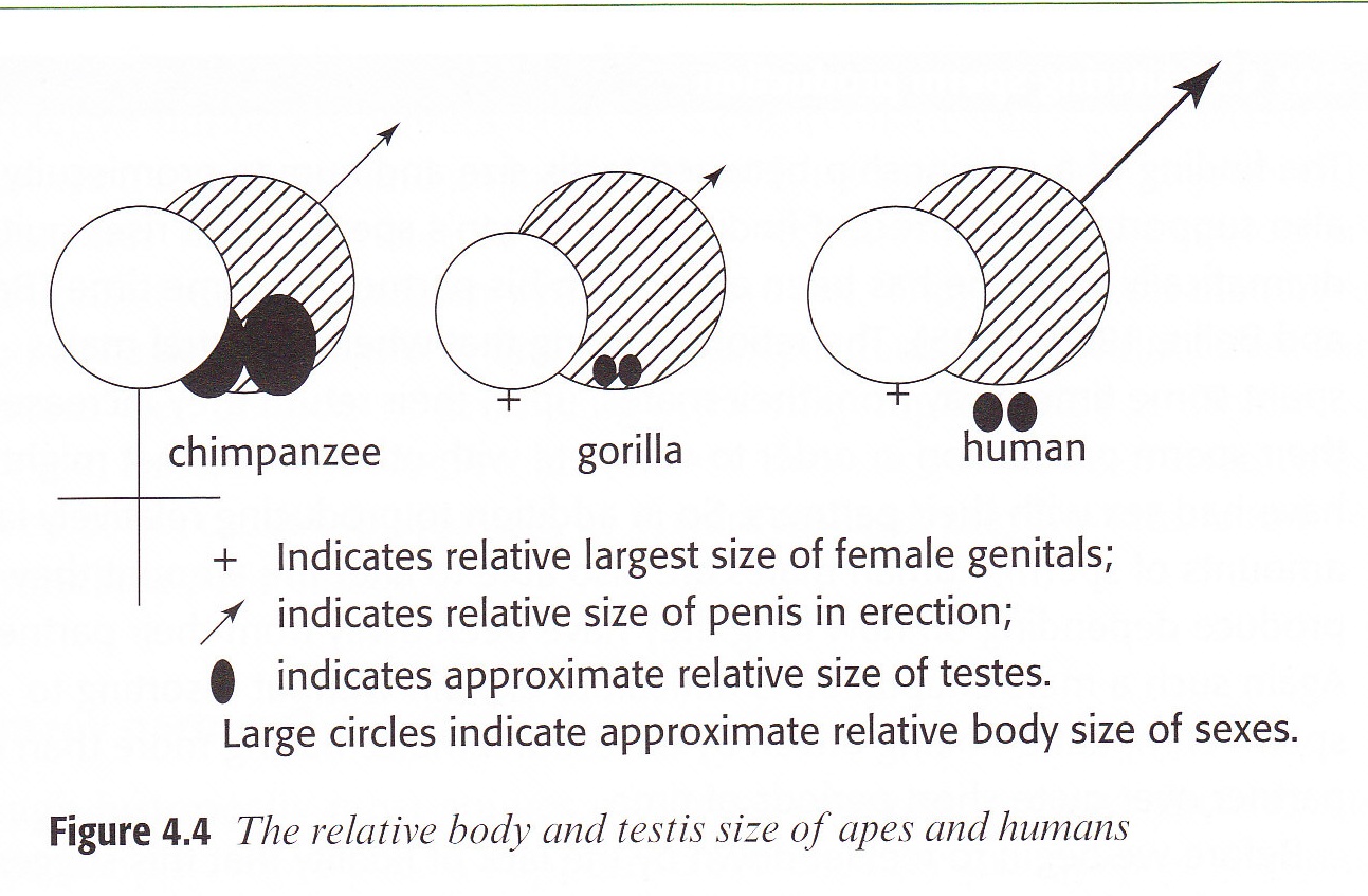 Evolución y Neurociencias: Evolución de la Anatomía Sexual. Los Testículos