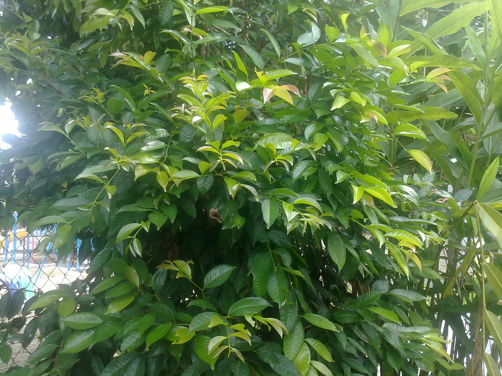 Azram Sulong: pokok serai kayu