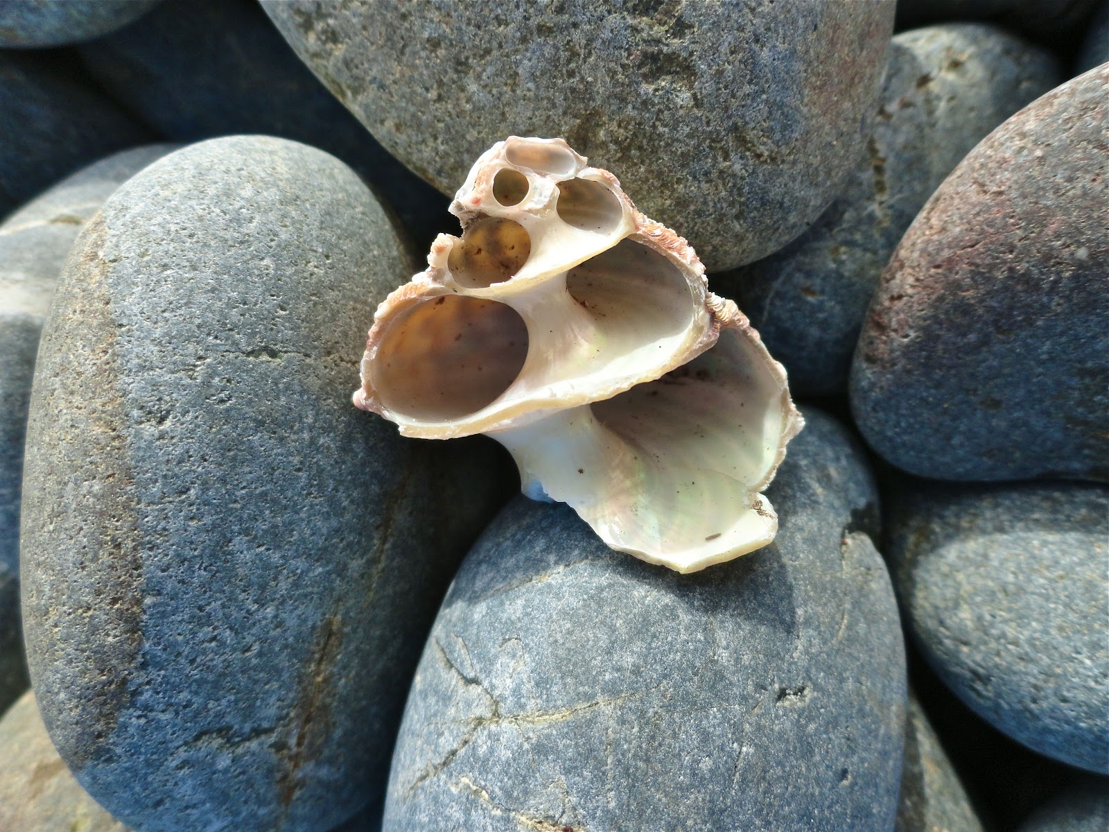 Creatures 'n' Critters: Mollusks: How Shells Are Made