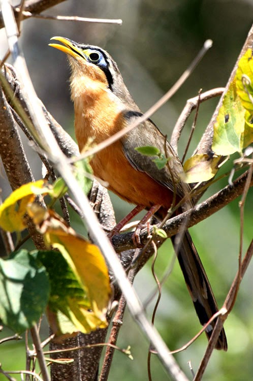 Bellas Aves de El Salvador: Morococcyx erythropygus (cuclillo terrestre ...