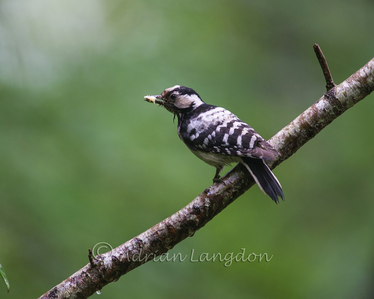 images-naturally!: Lesser spotted Woodpecker & Wood Warbler at Yarner Woods