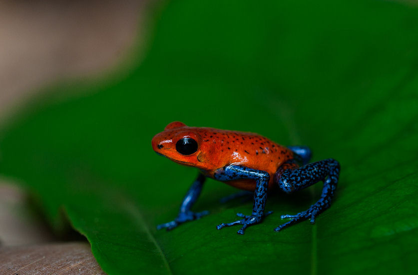 Frogs photos - Fotos de ranas