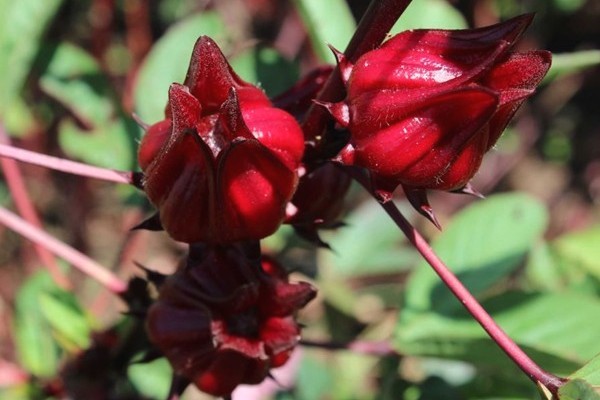 7 Manfaat Bunga Rosella Untuk Kesehatan dan Kecantikan - Obat Alami