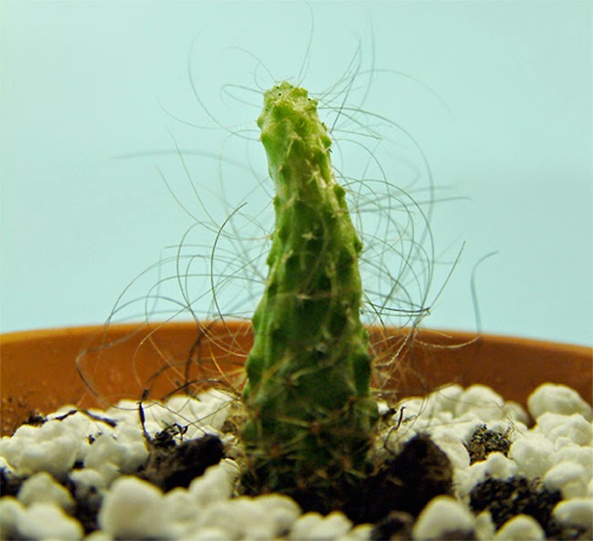 Crónica Cero: Cactus con pelos humanos
