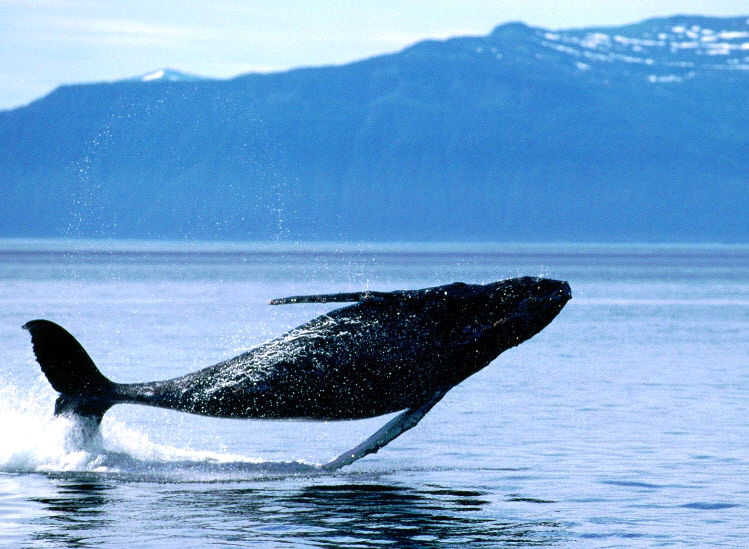 Zaštićene životinje u Hrvatskoj