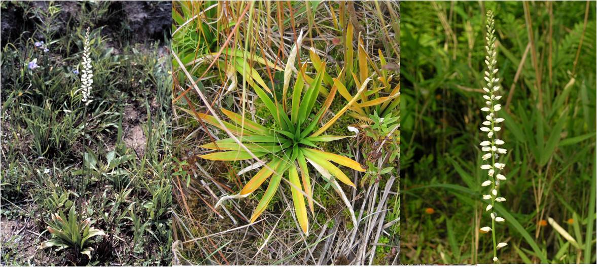 Crone Cronicles: Ague Root (Aletris farinosa)