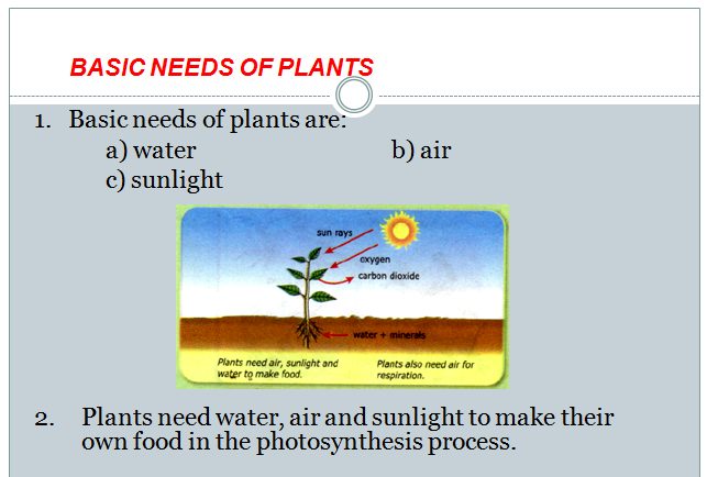 Welcome to Miss Ng Science's World: Basic Needs of Plants