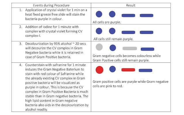 MICROBIOLOGY BLOG FOR STUDENTS (MBLOGSTU): Gram Positive Vs Gram ...