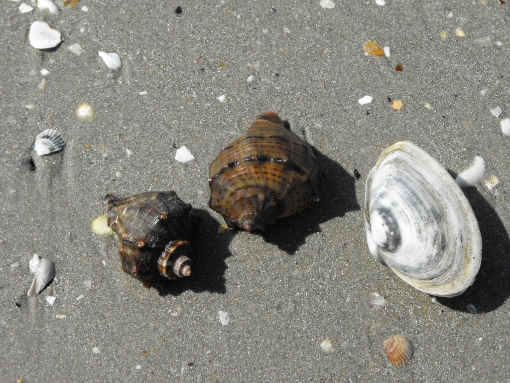 Rapana | Bulot de mer noire | Fruits de mer