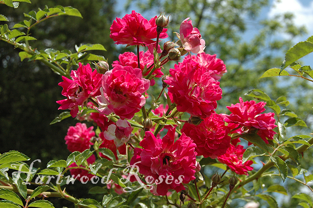 Hartwood Roses: Rare Roses ... Ferdinand Roussel