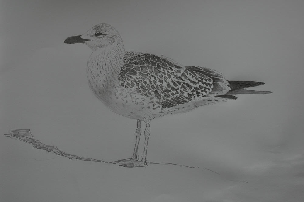 Herring Gull Drawing