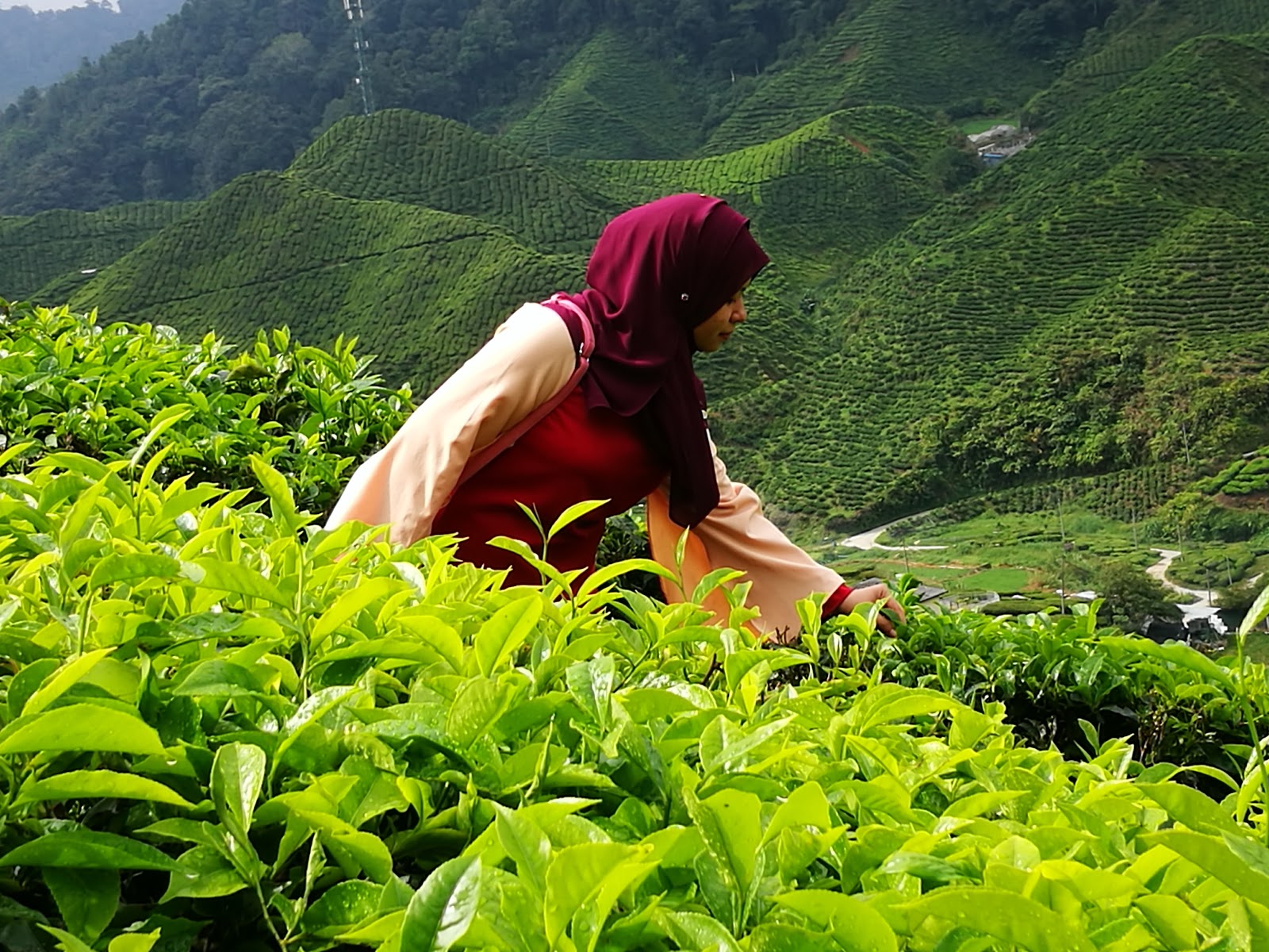 MEMoRY LaNE.....: ~LADANG TEH BHARAT, CAMERON HIGHLANDS~