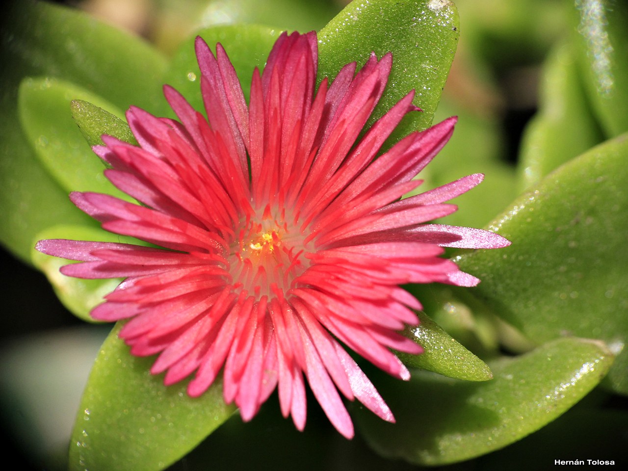 Flora Bonaerense: Aptenia (Aptenia cordifolia)