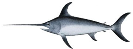 Hasil Tangkapan Mini long line - Kelapkeliplampune