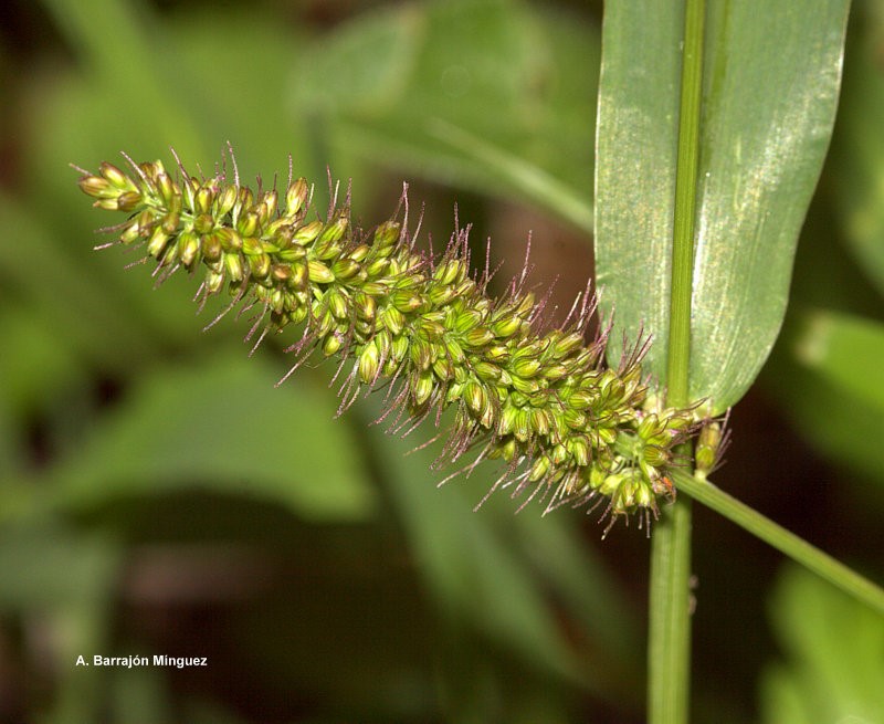 Naturaleza Viva: Setaria verticillata (L.) P .Beauv. Fam: Poaceae