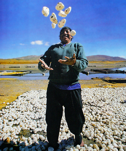 Club Gourmet de Bolivia: Chuño, el oro blanco de los aymaras