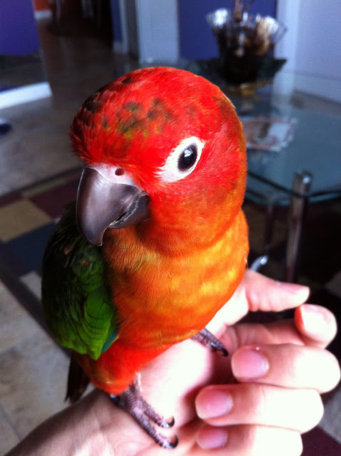 Red factor sun conure: Red factor sun conure and Sun conure