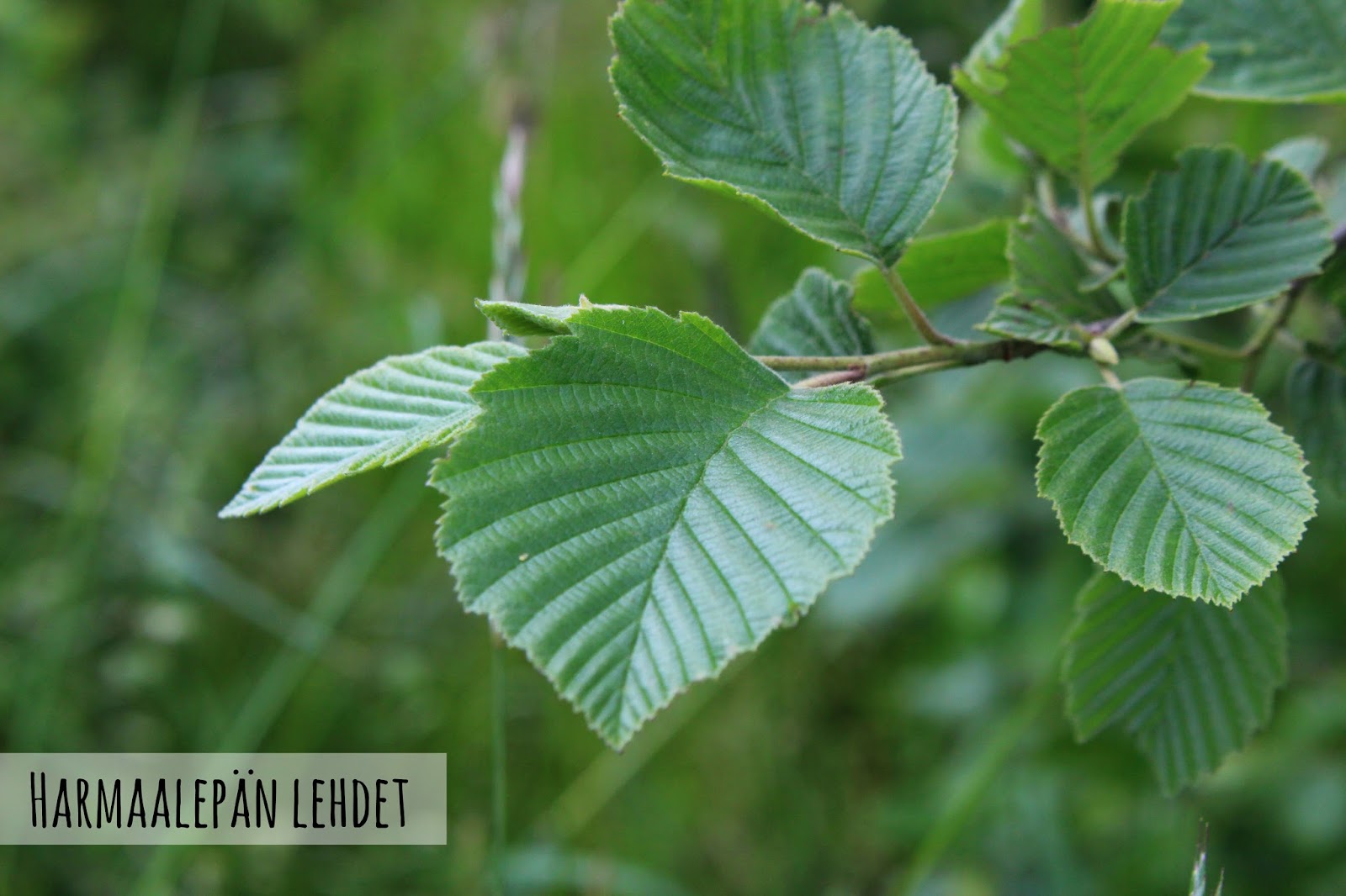 Sirpan luontoblogi: Metsänhaltijan, veren ja lemmen puu