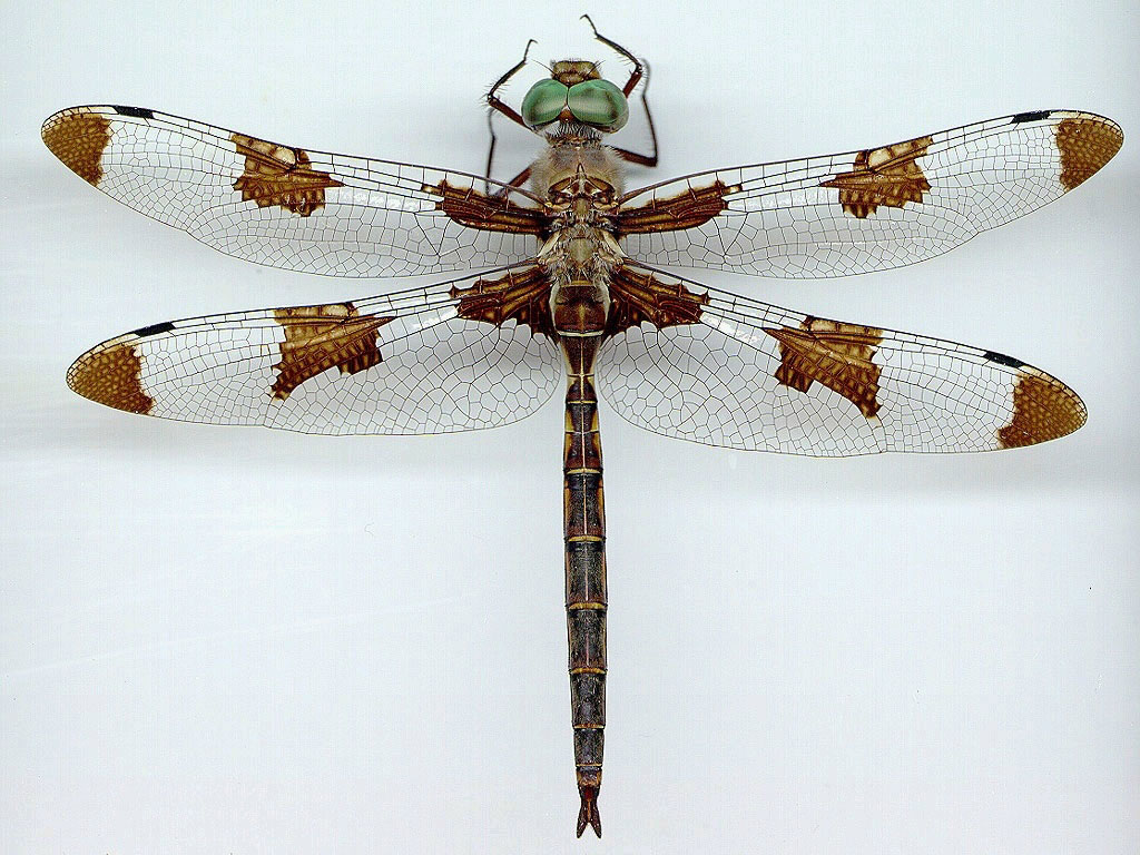 DIVERSIDADE DOS ANIMAIS: LIBÉLULA