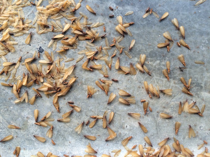 Kemana Kelkatu Pergi Selepas Tinggalkan Sayapnya Bertaburan Atas Lantai ...