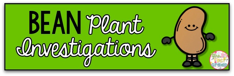 Bean Plant Investigations! - The Primary Punchbowl