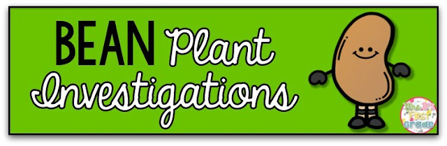 Bean Plant Investigations! - The Primary Punchbowl