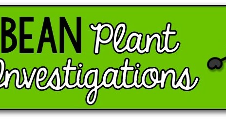 Bean Plant Investigations! - The Primary Punchbowl