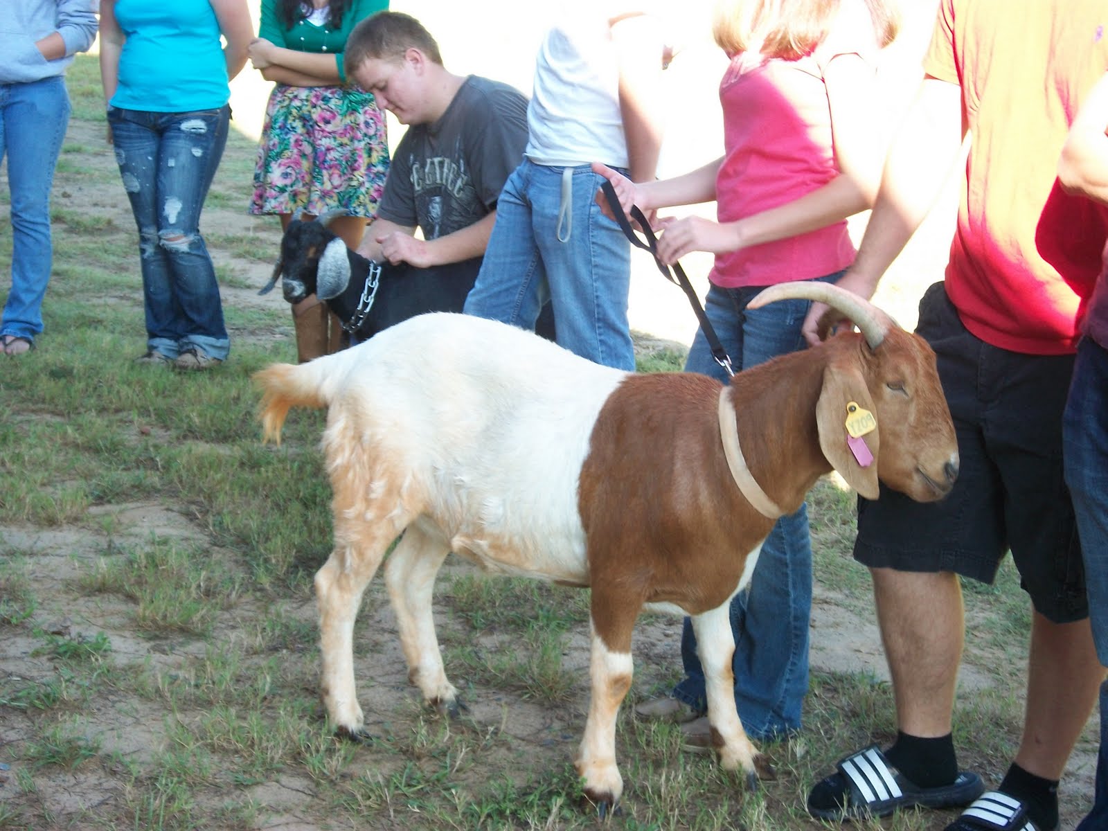 Keeping Up with the Kindergartners: Will goats eat ANYTHING??