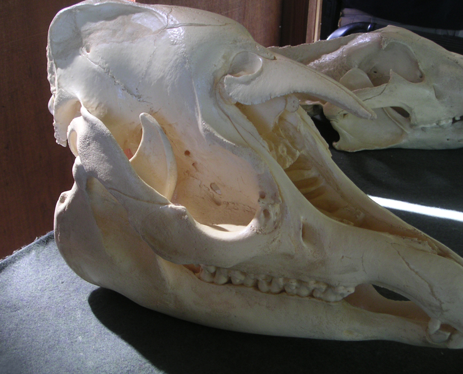 TAPIRS: The Tapir Preservation Fund (TPF): Tapir Skull at Point ...