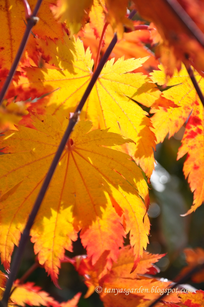 MySecretGarden: Japanese Maples. Picture Gallery