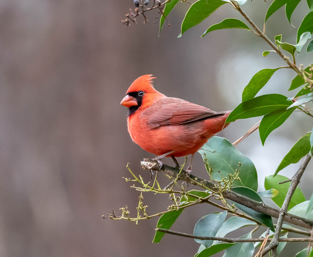 T & L Adventures: Cardinals and friends: Columbia, SC (12-20-18)
