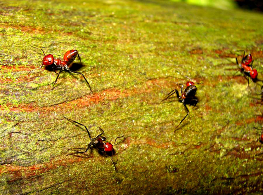 Exploring the Endangered Wonders