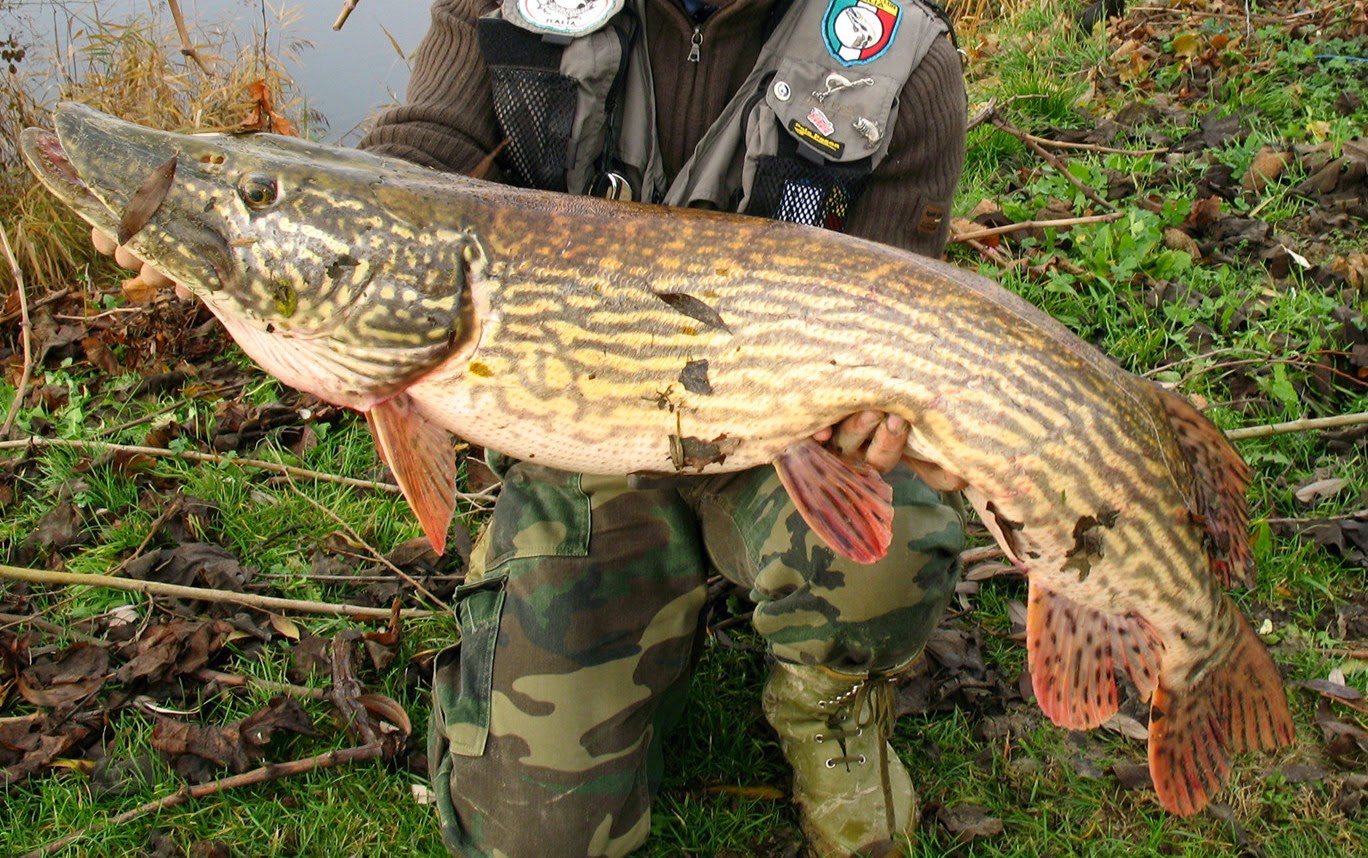 A spasso nella caverna - Blog di Luigi Grazioli: Il luccio