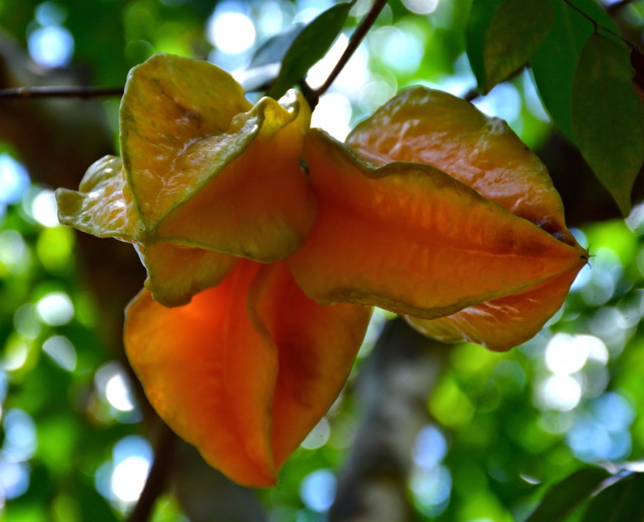 Tropical Biodiversity - Santarém - Pará - Brasil: Averrhoa carambola