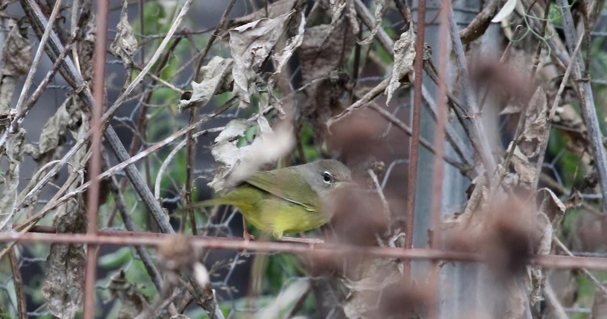 Pioneer Birding: MA - MacGillivray's Warbler in Hadley