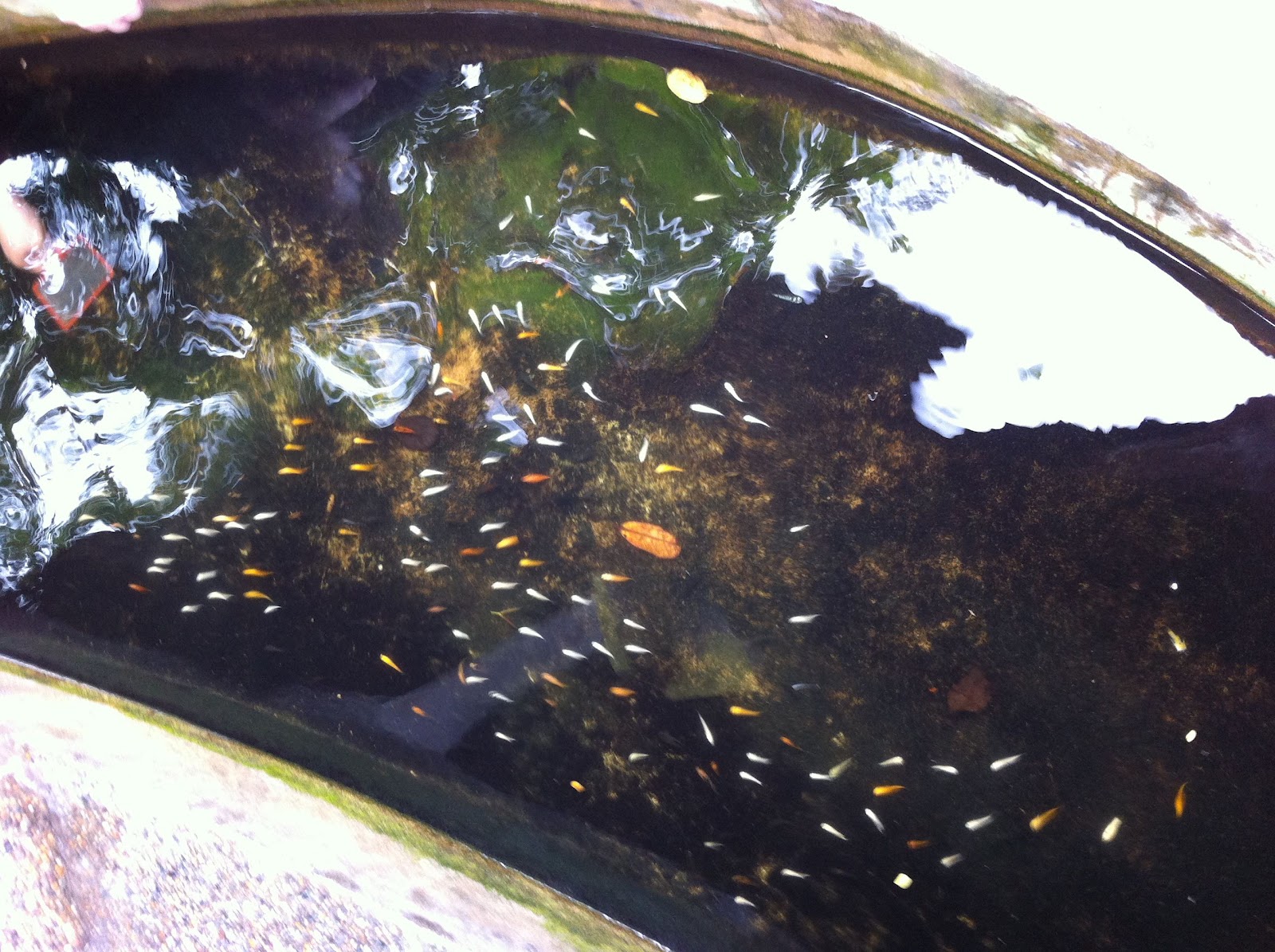 Xin Yi's Page: Qian Hu 仟湖 - Longkang Fish Catching :)