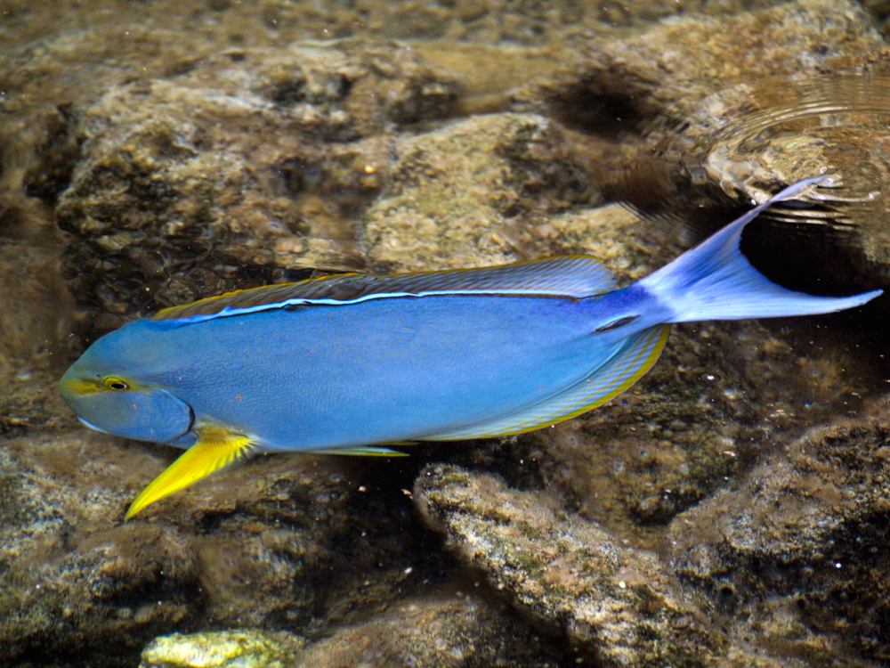 the mikereport: Monday Pualu Blogging