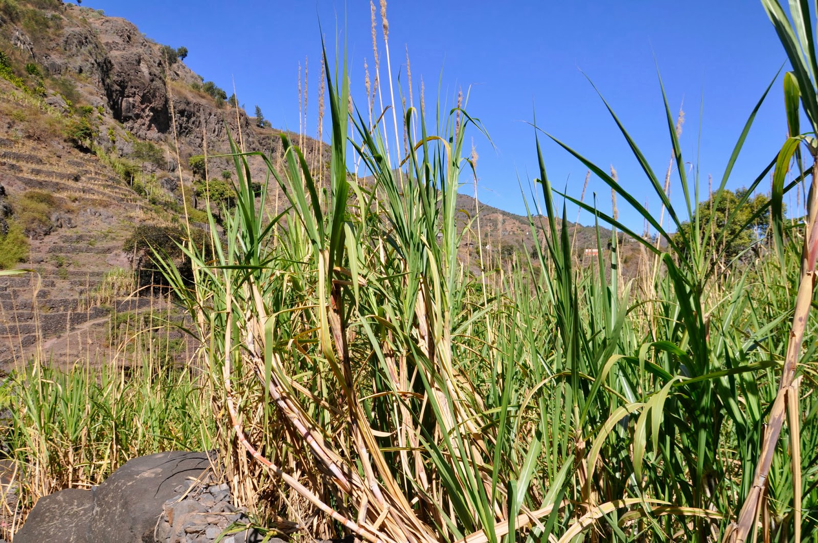 Randonnée Santo Antão: Flora e Geologia